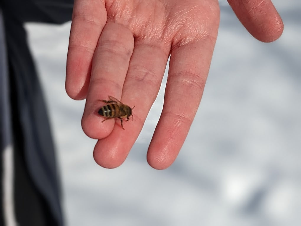 Do Honey Bees Poop In Winter? – Bella Vue at Pepin Heights